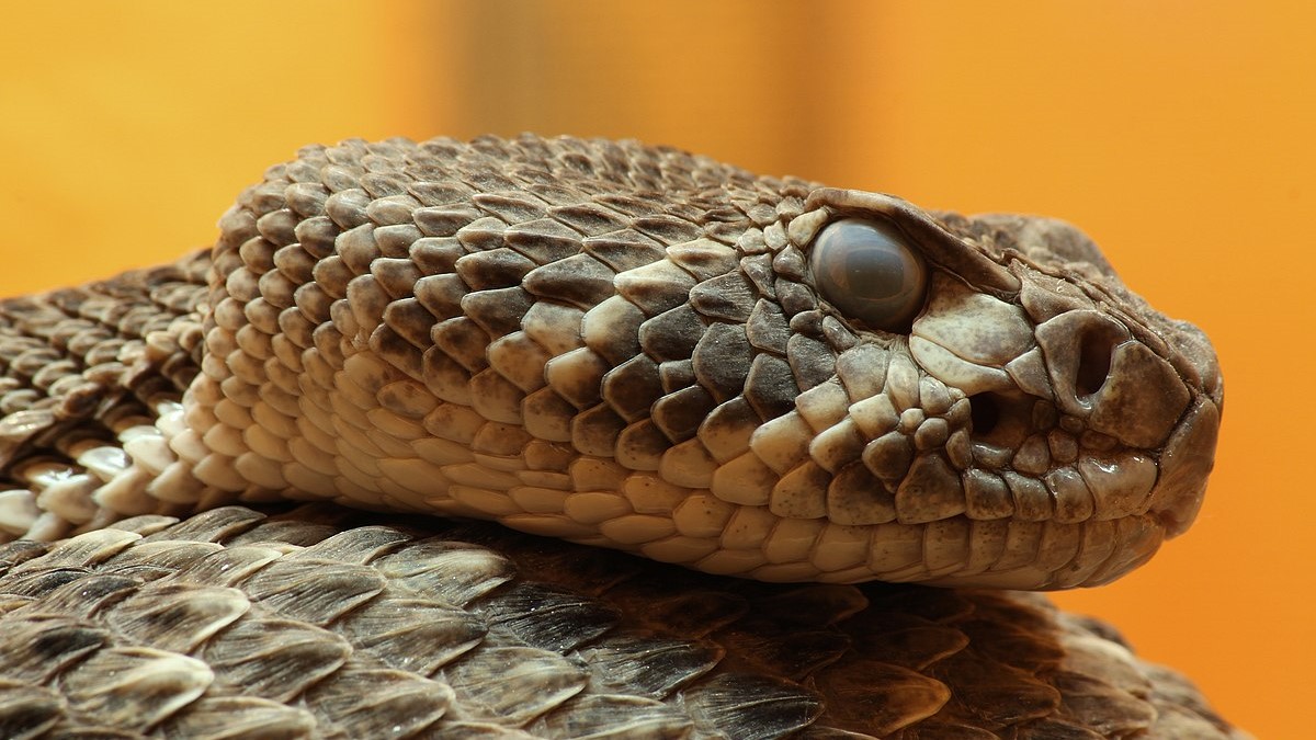 This Is The Deadliest Snake In Every US State - Strong Mind, Brave Heart